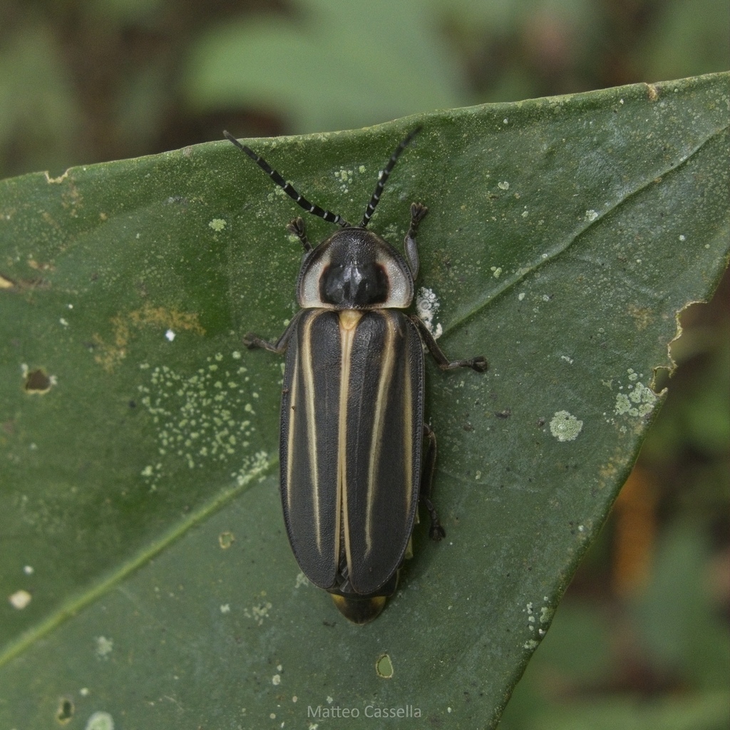 Photinus congruus from San Fernando, Chis., México on April 5, 2024 at ...