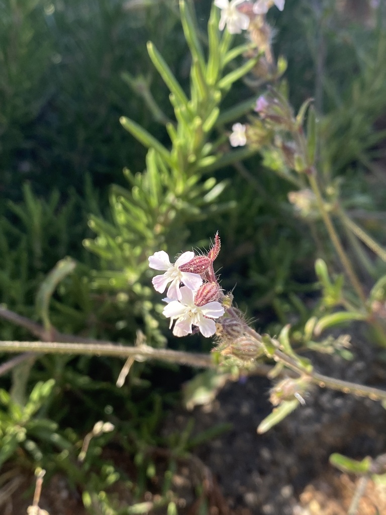 Small-flowered Catchfly from Ensenada, B.C., MX on April 1, 2024 at 05: ...