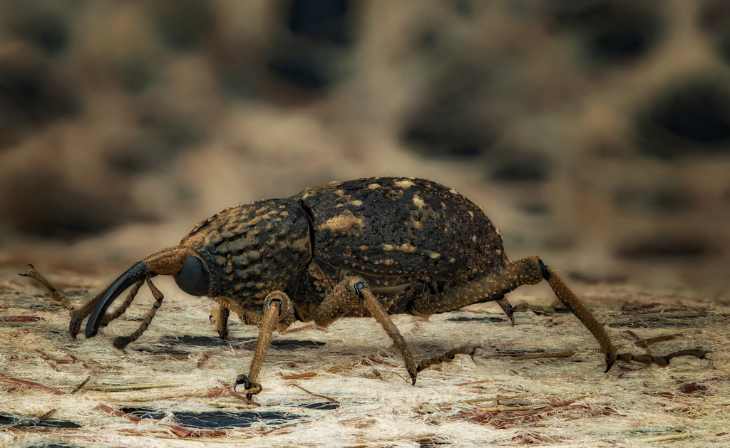 Sipalinus gigas from Arlington Heights, IL 60004, USA on April 5, 2024 at 09:31 AM by ...