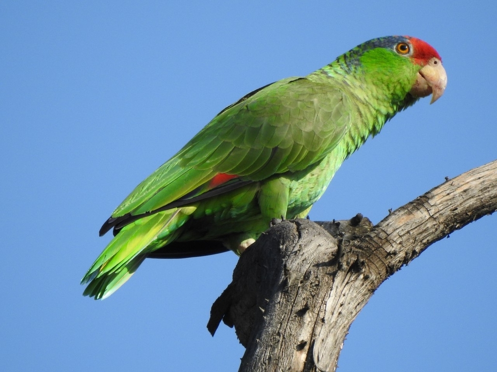 Red-crowned Parrot in April 2019 by MiltonRuiz · iNaturalist
