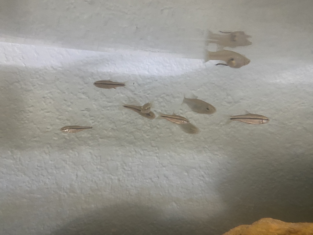 Guadalupe Roundnose Minnow from W Pfennig Ln, Pflugerville, TX, US on ...