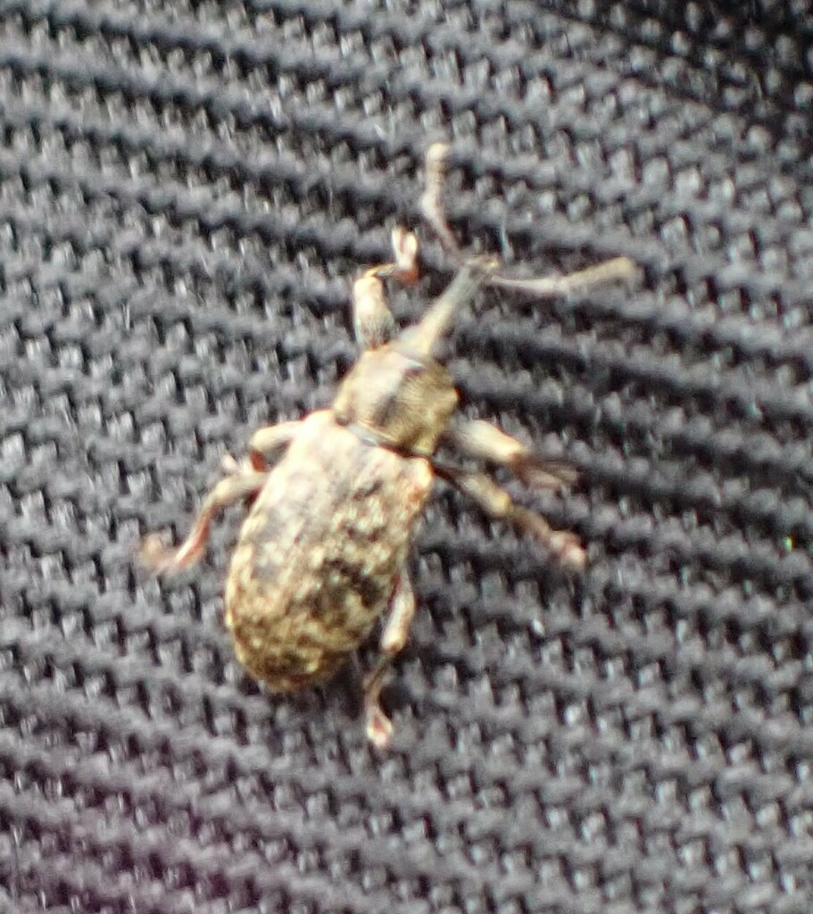 Willow Weevils from Prestonpans, UK on April 6, 2024 at 10:49 AM by ...