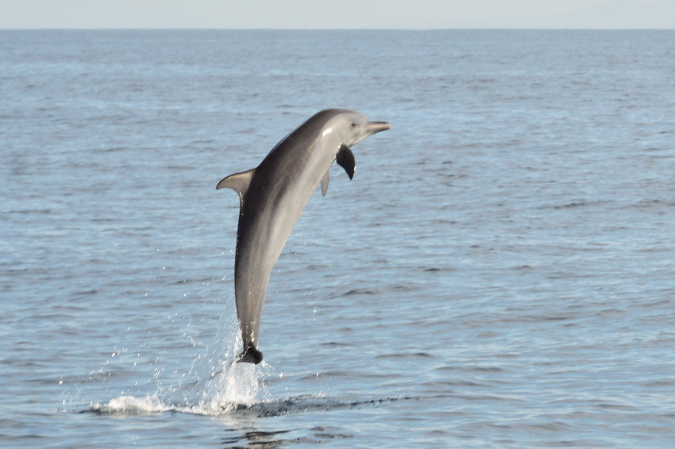 Pantropical Spotted Dolphin (Stenella attenuata) - Marine Life ...