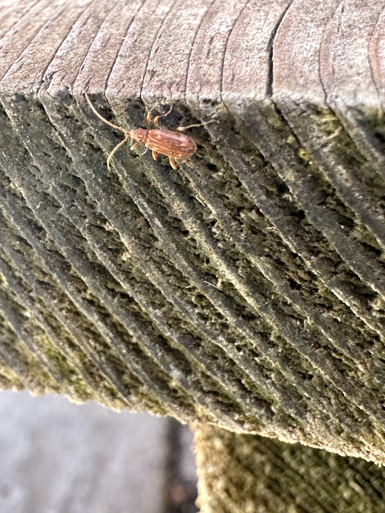 Water, Rove, Scarab, Long-horned, Leaf, and Snout Beetles from Tina Crt ...