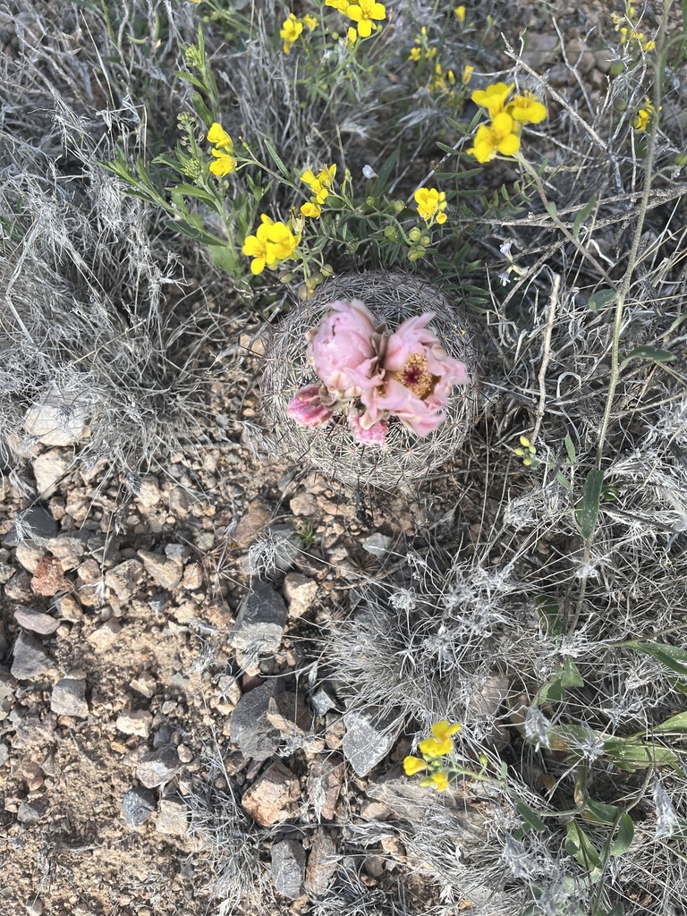 Echinomastus erectocentrus erectocentrus from Vail, AZ, US on April 6 ...