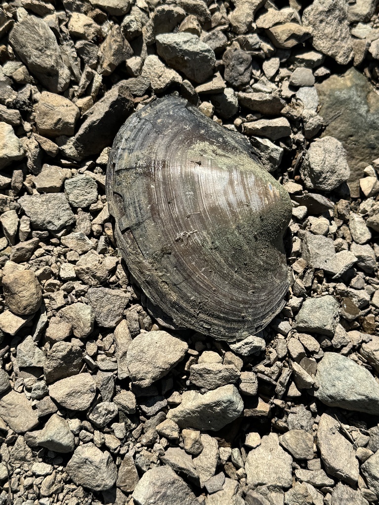 Giant Floater from Mississippi River, West Alton, MO, US on April 6 ...