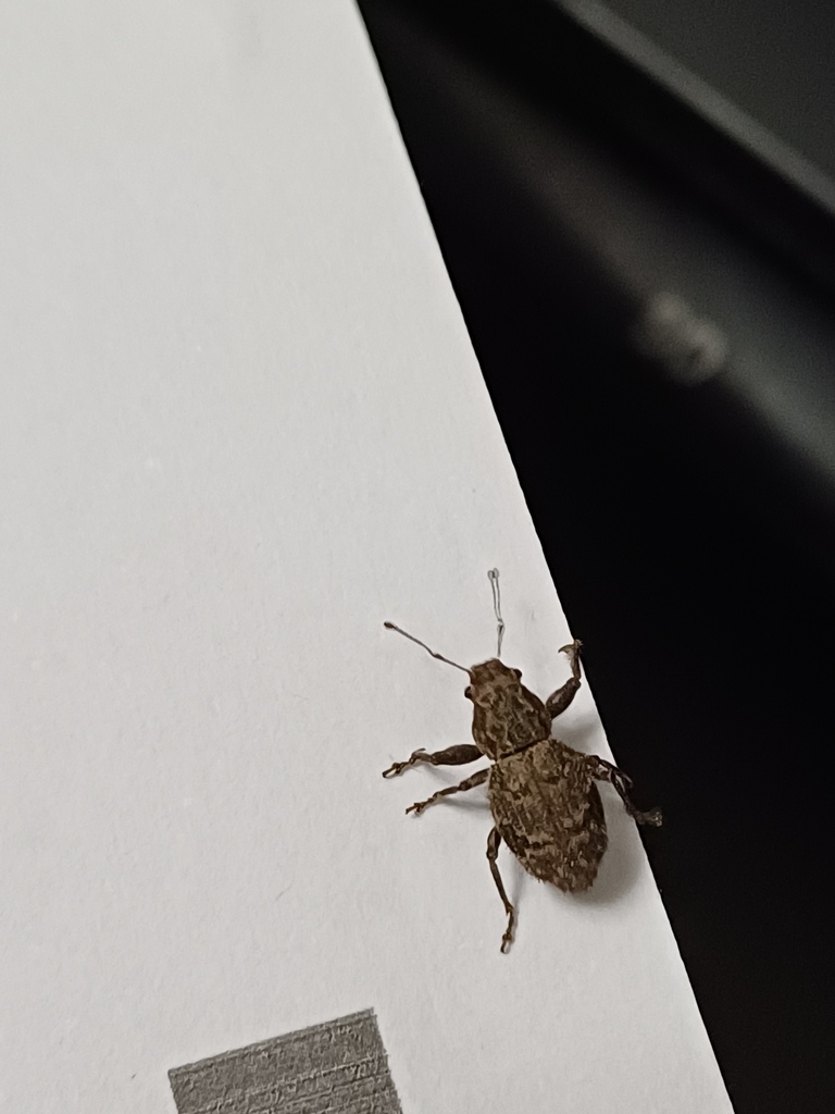 Pantomorus postfasciatus from Jardim das Américas, Curitiba - PR, 82590 ...