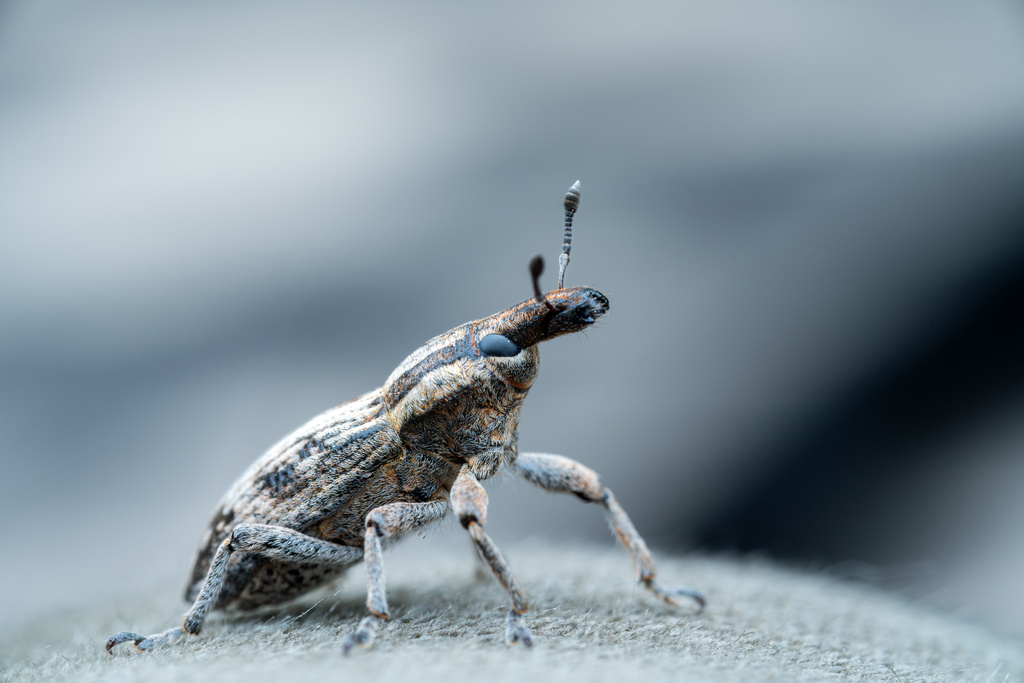 Cleonini from Adlergasse, Graz, Steiermark, AT on April 5, 2024 at 03: ...