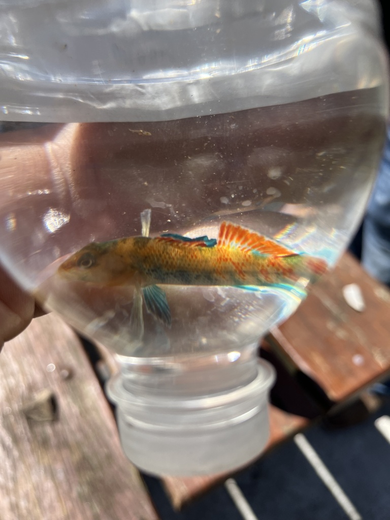 Plateau Darter from E Chestnut St, Carthage, MO, US on April 6, 2024 at ...