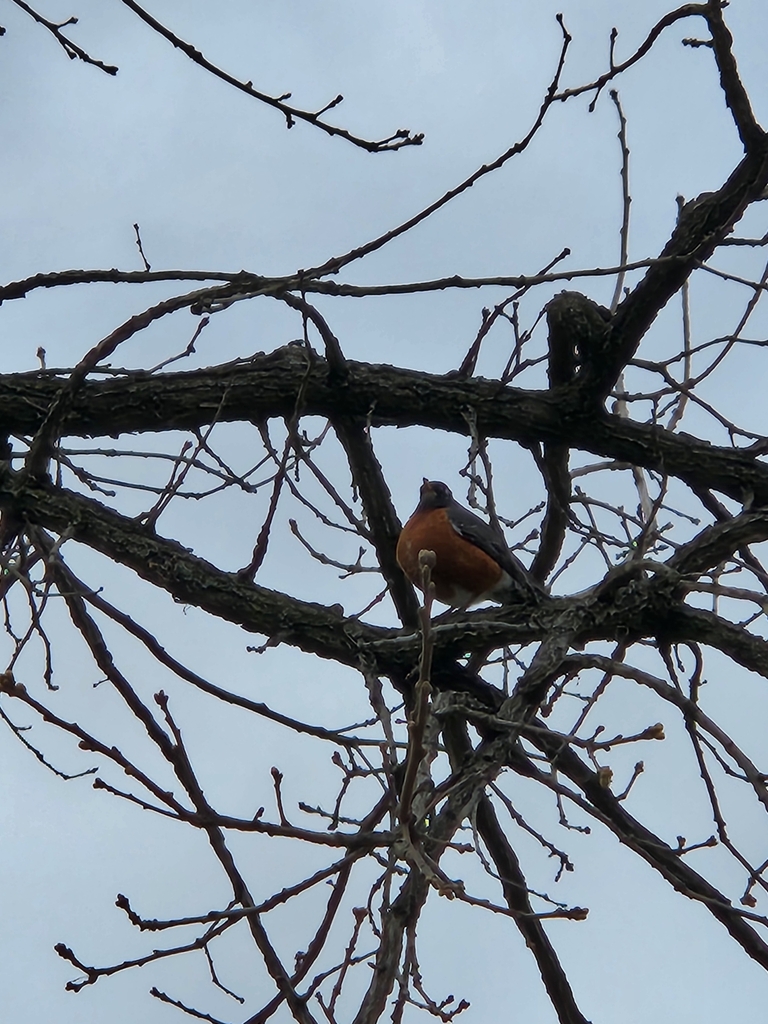 American Robin from IUP Oakgrove (by Johnson Hall), Indiana, PA 15705 ...