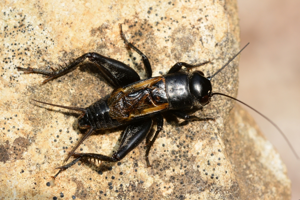 Desert Cricket from 30700 Aigaliers, France on August 27, 2015 at 12:14 ...