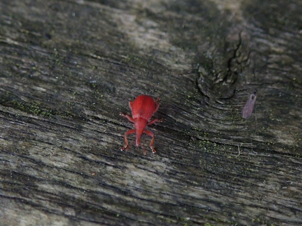 Apion frumentarium from Warwickshire, UK on April 6, 2024 at 12:33 PM ...