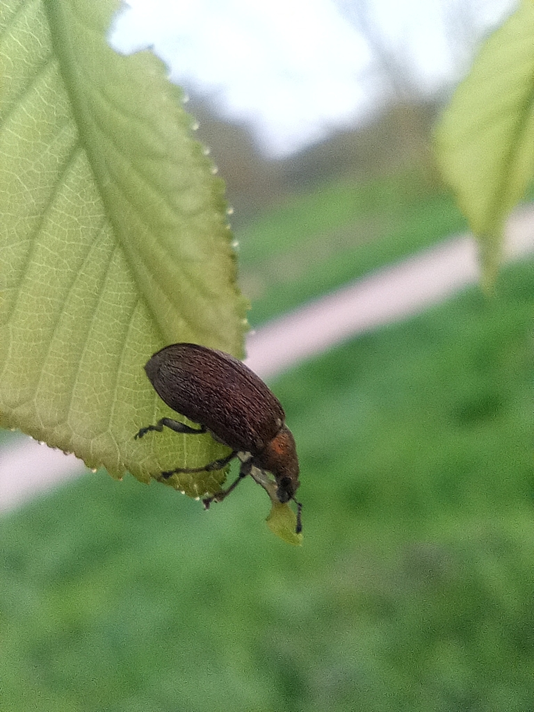 Common Leaf Weevil from 67118 Geispolsheim, France on April 6, 2024 at ...