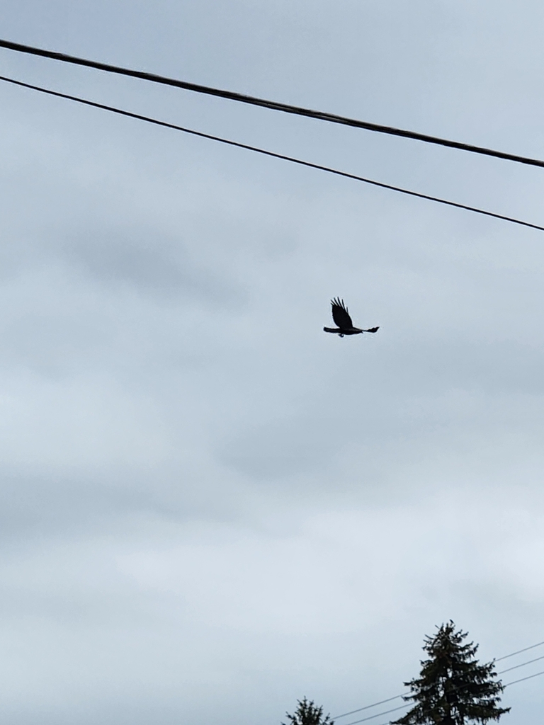 American Crow from Indiana, PA, USA on April 2, 2024 at 04:08 PM by ...