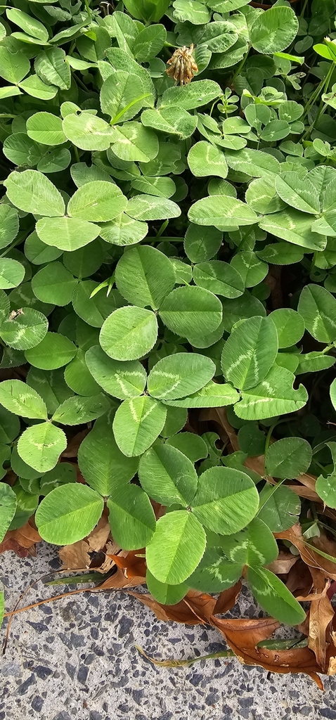 white clover from Botany Downs, Auckland, New Zealand on April 7, 2024 ...