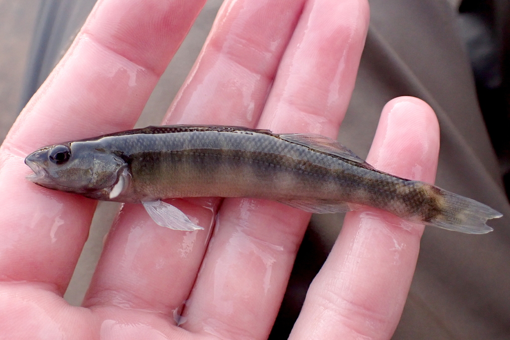 Dusky Darter from Forrest, Mississippi, United States on April 11, 2022 ...