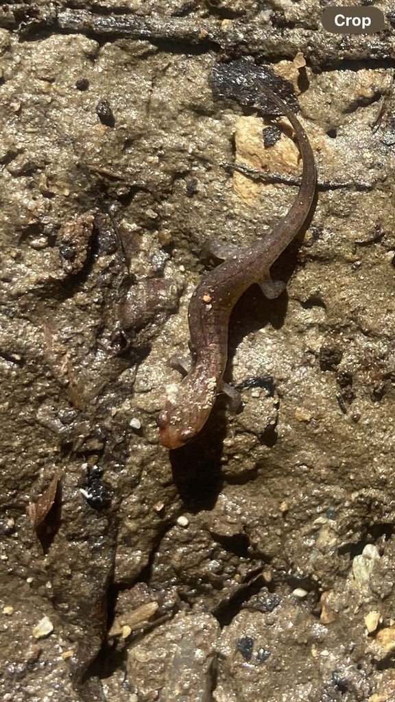 Blue Ridge Dusky Salamander in April 2024 by candiceken · iNaturalist
