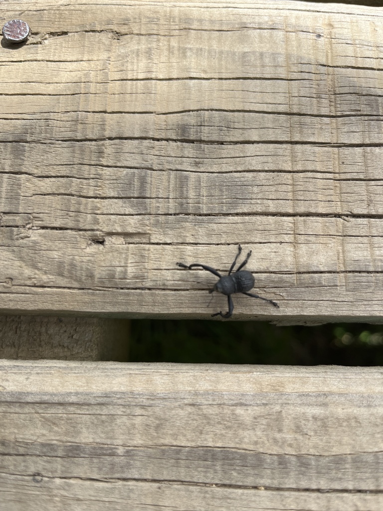 Rhyephenes maillei from General Carrera, CL-AI, CL on February 4, 2024 ...