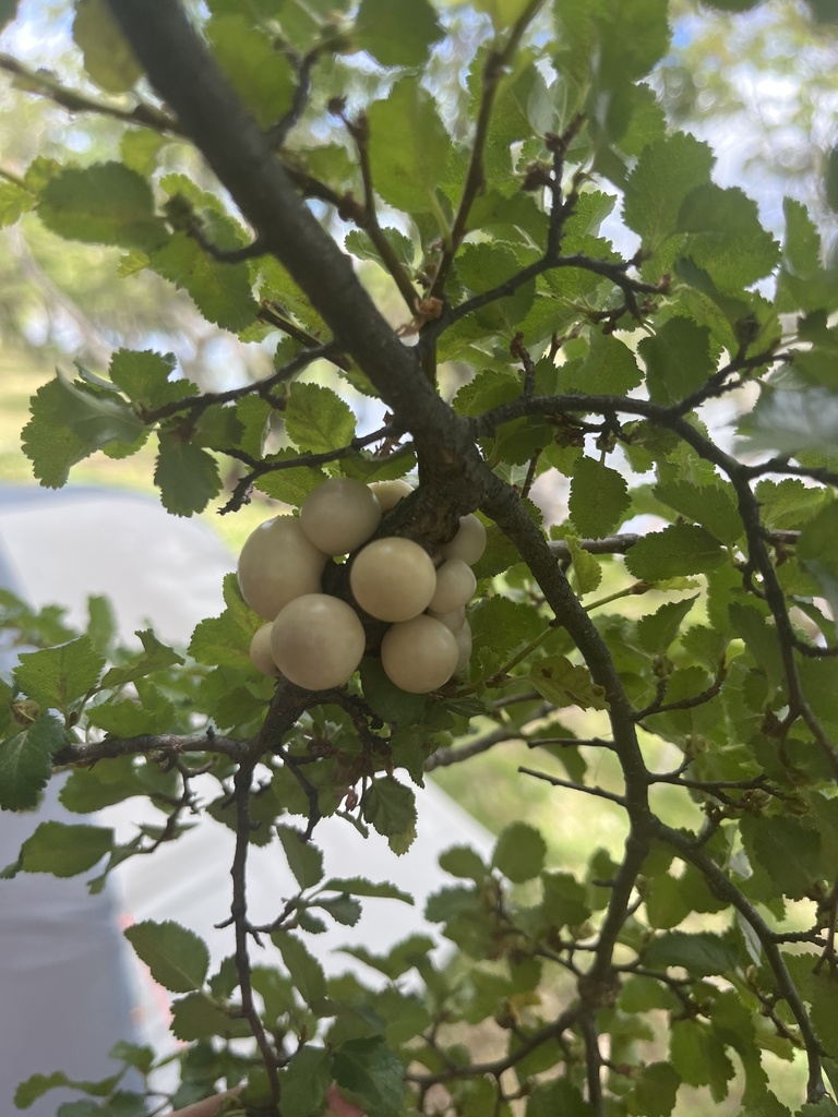 Darwin's fungus from Capitán Prat, CL-AI, CL on February 8, 2024 at 12: ...