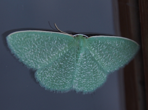 Nemoria strigaria · iNaturalist