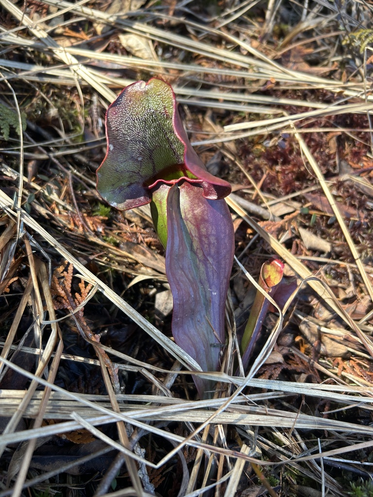 purple pitcher plant in April 2024 by Ryan Grow · iNaturalist