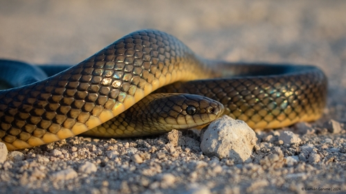 (Paraphimophis) - Snakes and Lizards