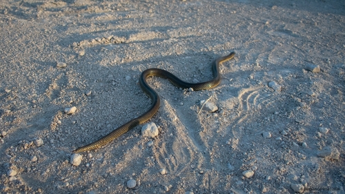 (Paraphimophis) - Snakes and Lizards