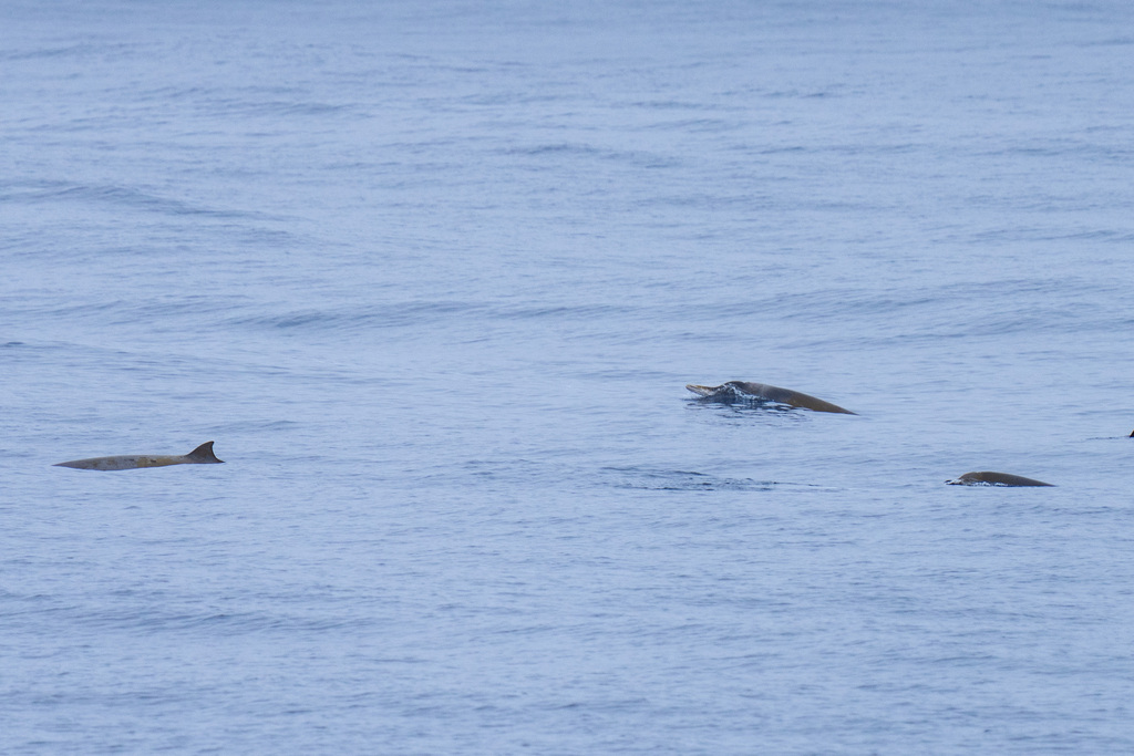 Strap-toothed Beaked Whale on December 16, 2023 at 05:38 AM by Justin ...