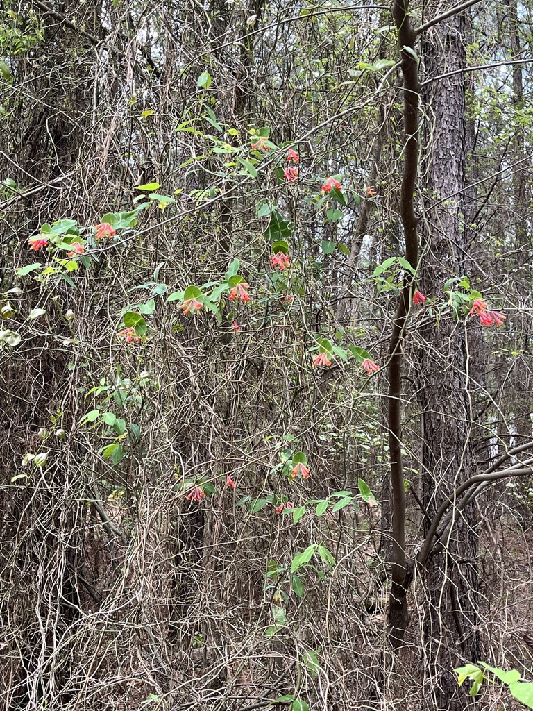 coral honeysuckle from Ouachita National Forest, Broken Bow, OK, US on ...