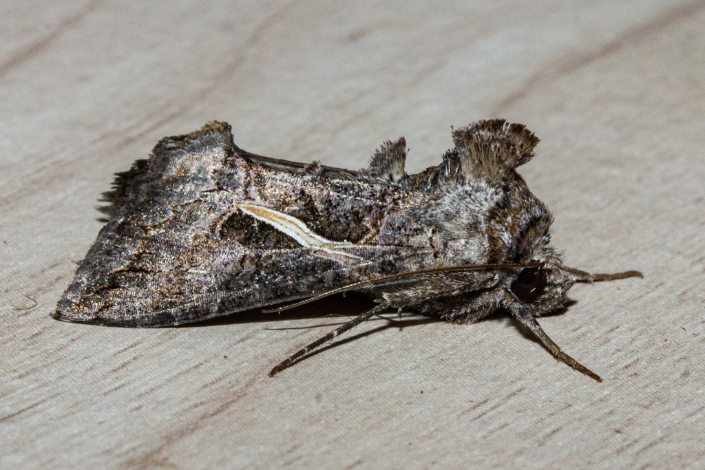 Ctenoplusia albostriata (Insectes de Polynésie Française) · iNaturalist