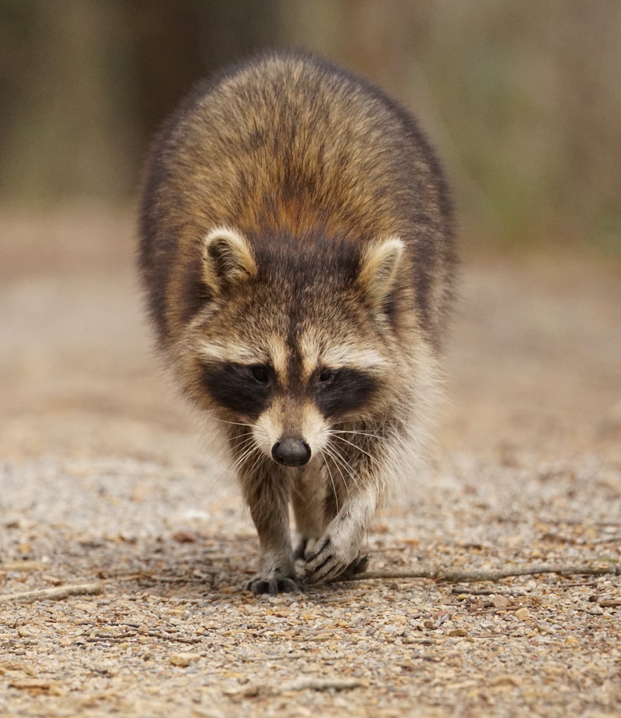 Common Raccoon from Montgomery County, VA, USA on April 6, 2024 at 03: ...