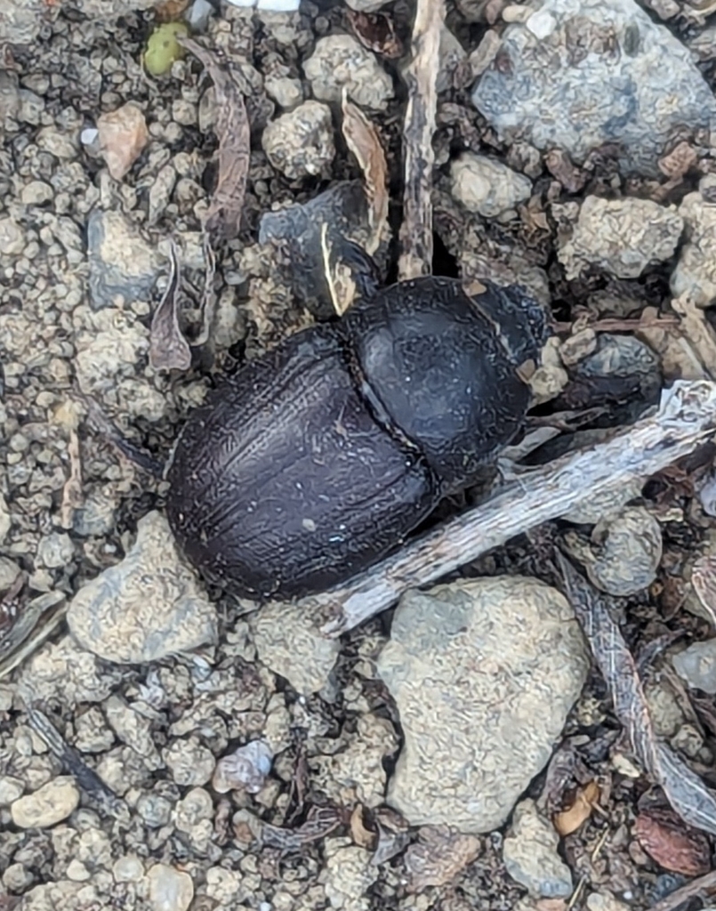 Sugarcane Beetle from Warner, OK 74469, USA on April 6, 2024 at 04:01 ...