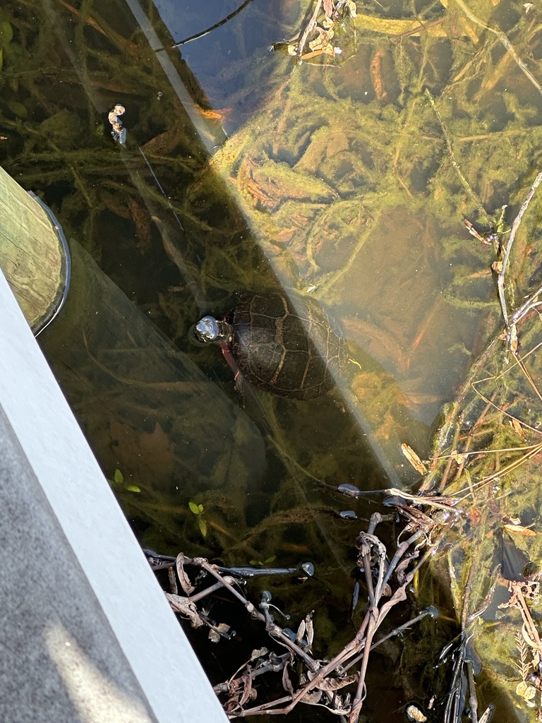 Painted Turtle from Discovery Ln, Grasonville, MD, US on April 6, 2024 ...