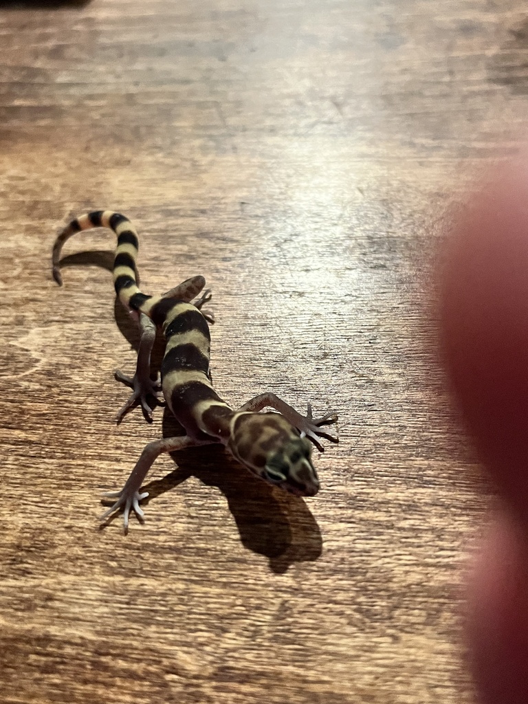 Western Banded Gecko from Kanab, UT, US on August 25, 2023 at 01:56 PM ...