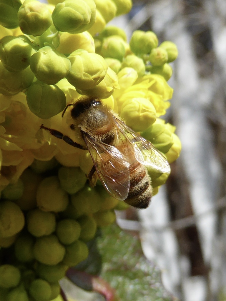 Western Honey Bee from Vistas, Boise, ID, USA on March 29, 2024 at 02: ...