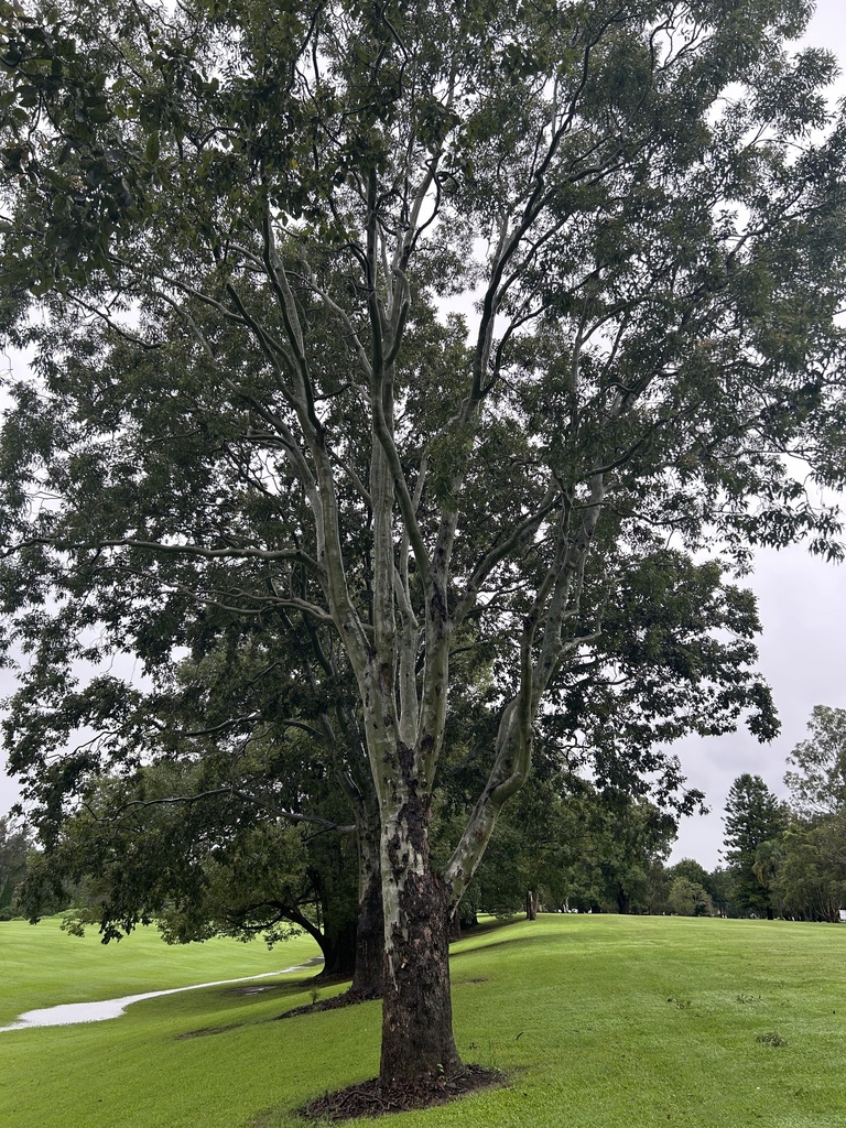 cadaghi from Bellingen Golf Club, Bellingen, NSW, AU on April 7, 2024 ...