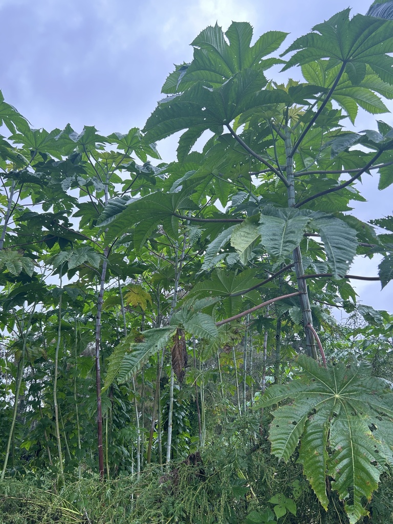 castor bean from Bellingen Golf Club, Bellingen, NSW, AU on April 7 ...