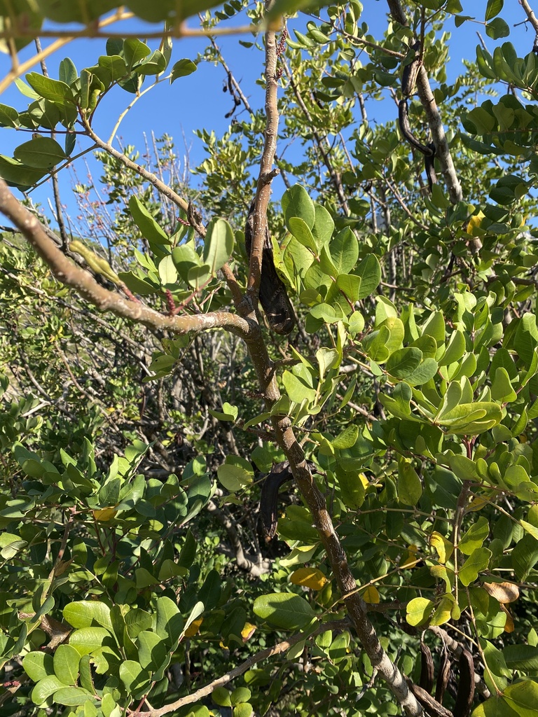 carob tree from Otok Vis, Komiža, 17, HR on October 14, 2023 at 10:29 ...