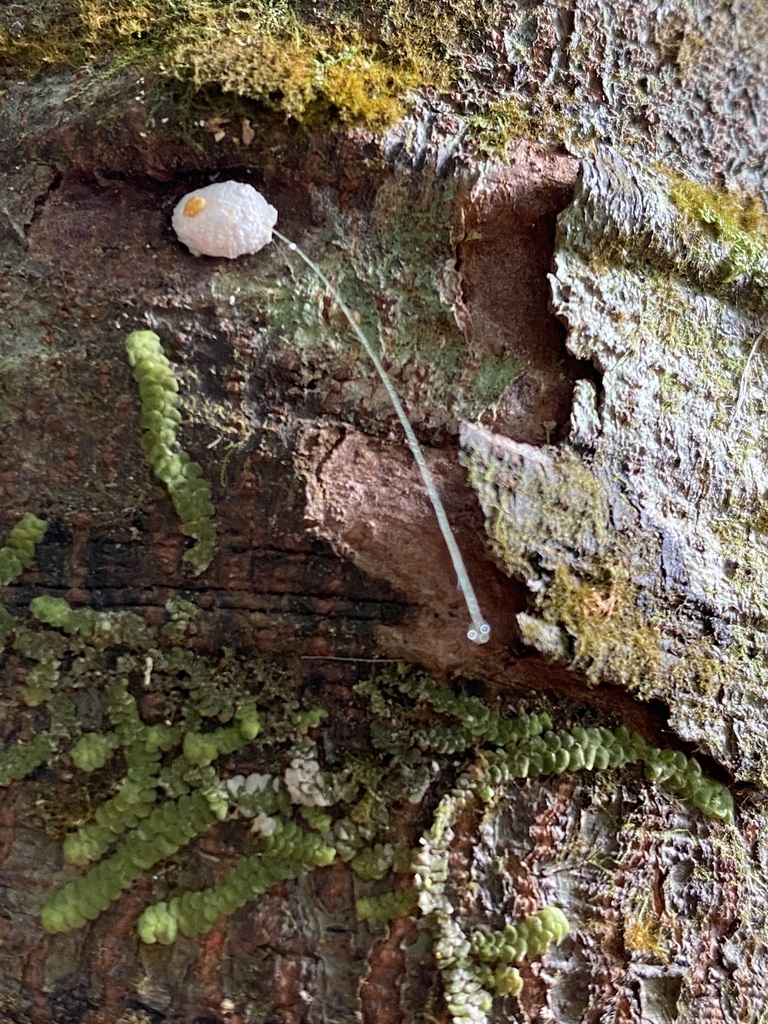 Soft scales from Dome Valley, New Zealand on February 5, 2024 at 10:01 ...