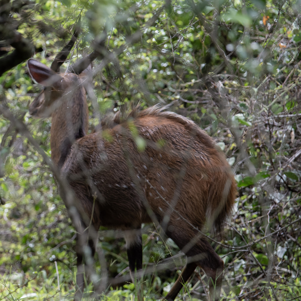 Cape Bushbuck from Ehlanzeni District Municipality, South Africa on ...