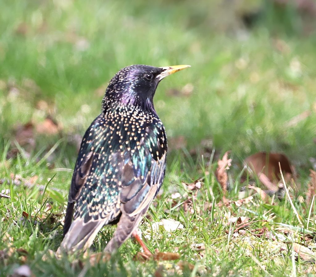 European Starling from Second Woods Park, St. Catharines, ON, Canada on ...
