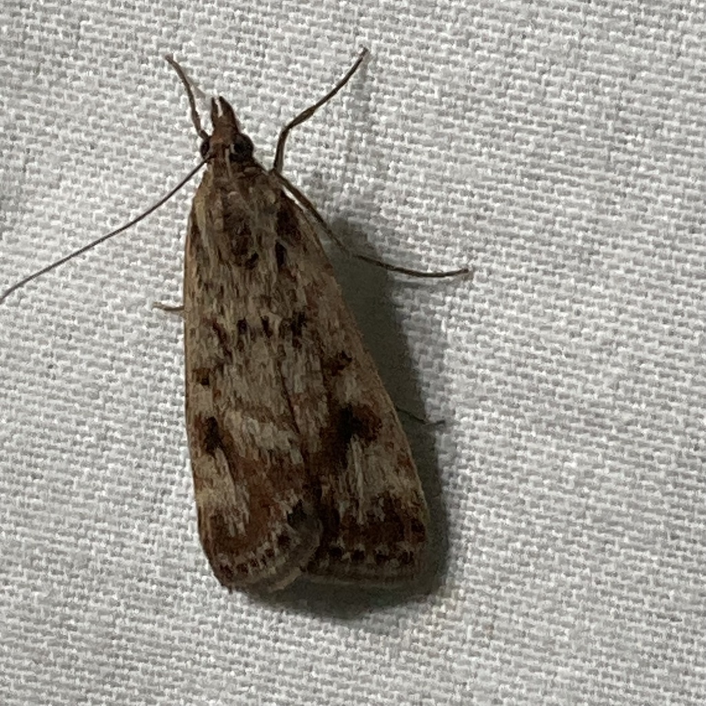 Cotton Web Spinner from Moule St, Brunswick West, VIC, AU on April 6 ...