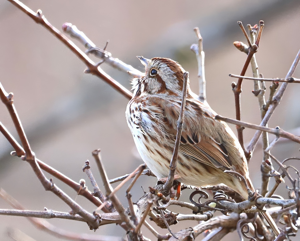 Song Sparrow from Second Woods Park, St. Catharines, ON, Canada on ...