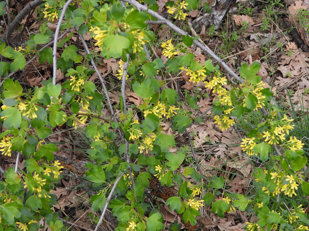 golden currant from Yakima County, WA, USA on April 6, 2024 at 01:58 PM ...