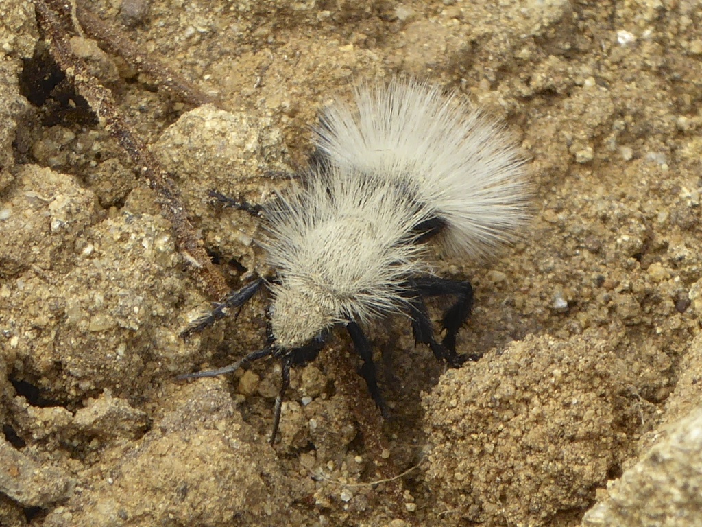 Sacken's Velvet Ant (Mitteldorf Preserve Field Guide) · iNaturalist