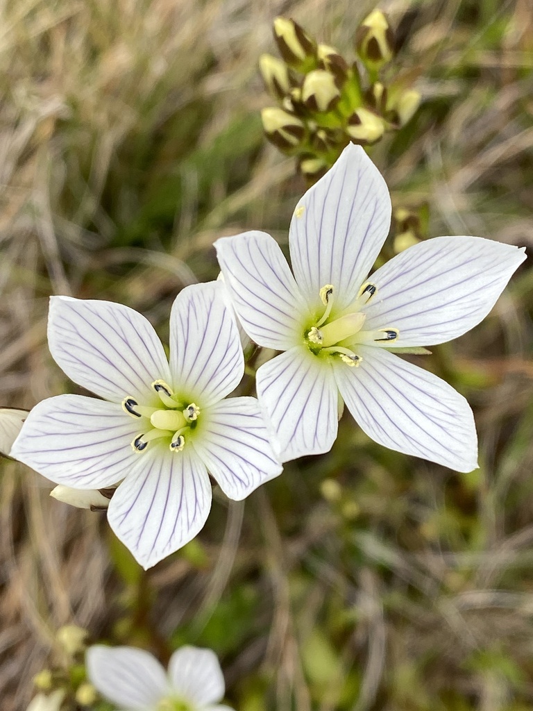 Mueller’s Snow-gentian from Namadgi National Park, Cotter River, ACT ...