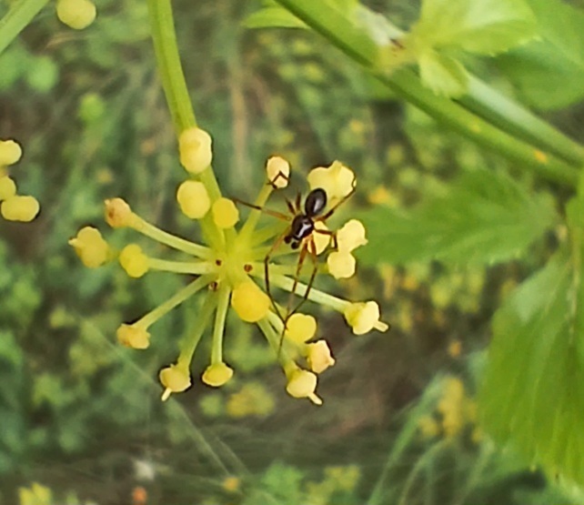 Spiders from Fontelas, Lousa, Loures on April 6, 2024 at 12:45 PM by ...