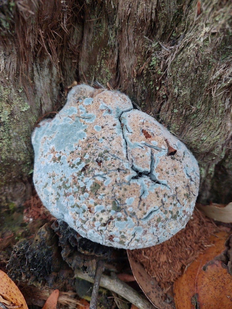 Trichoderma viride from Buninyong VIC 3357, Australia on April 7, 2024 ...