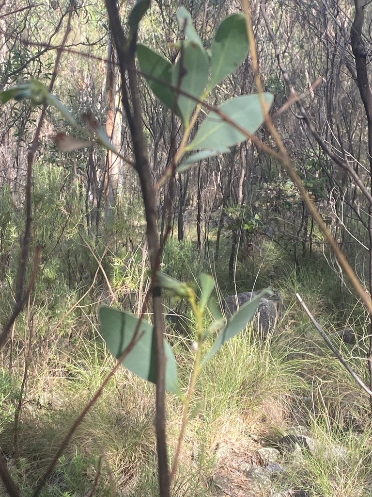 Acacia penninervis from Mount Taylor Nature Reserve, Tuggeranong, ACT ...