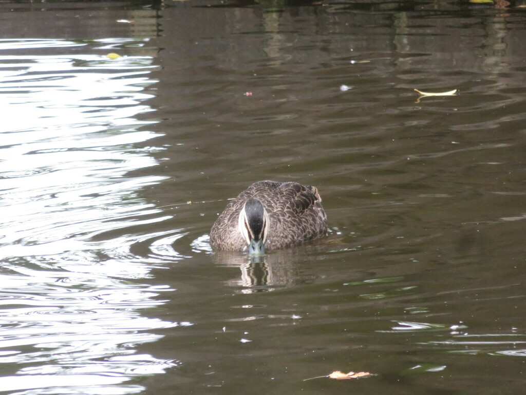 Pacific Black Duck from Melbourne VIC, Australia on April 7, 2024 at 08 ...